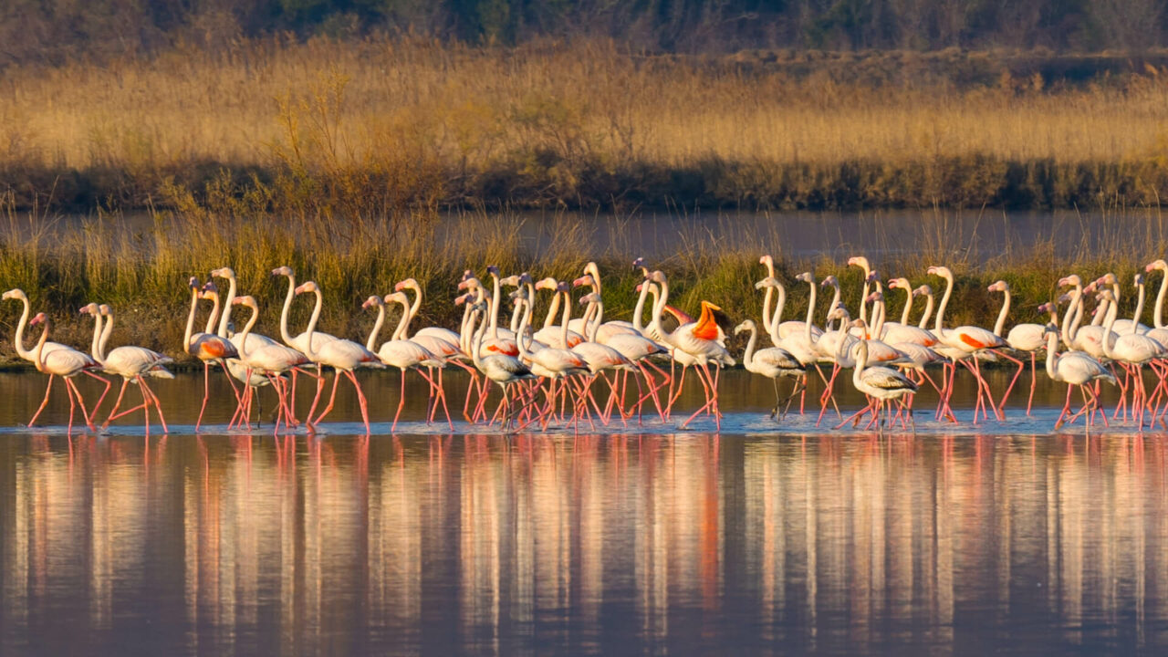 Ulcinj Salina – the kingdom of flamingos and 250 species of birds - AVE ...