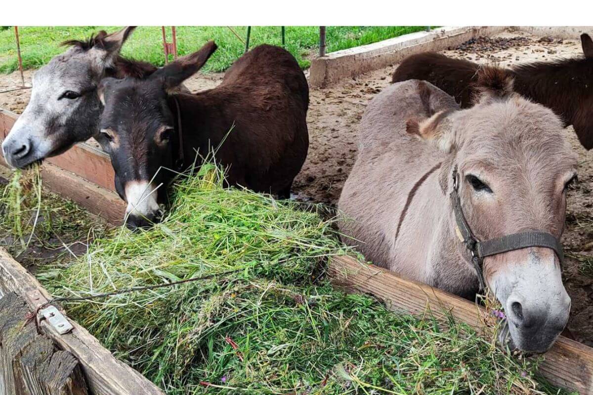 Donkey farm Martinici: an attraction for the whole family